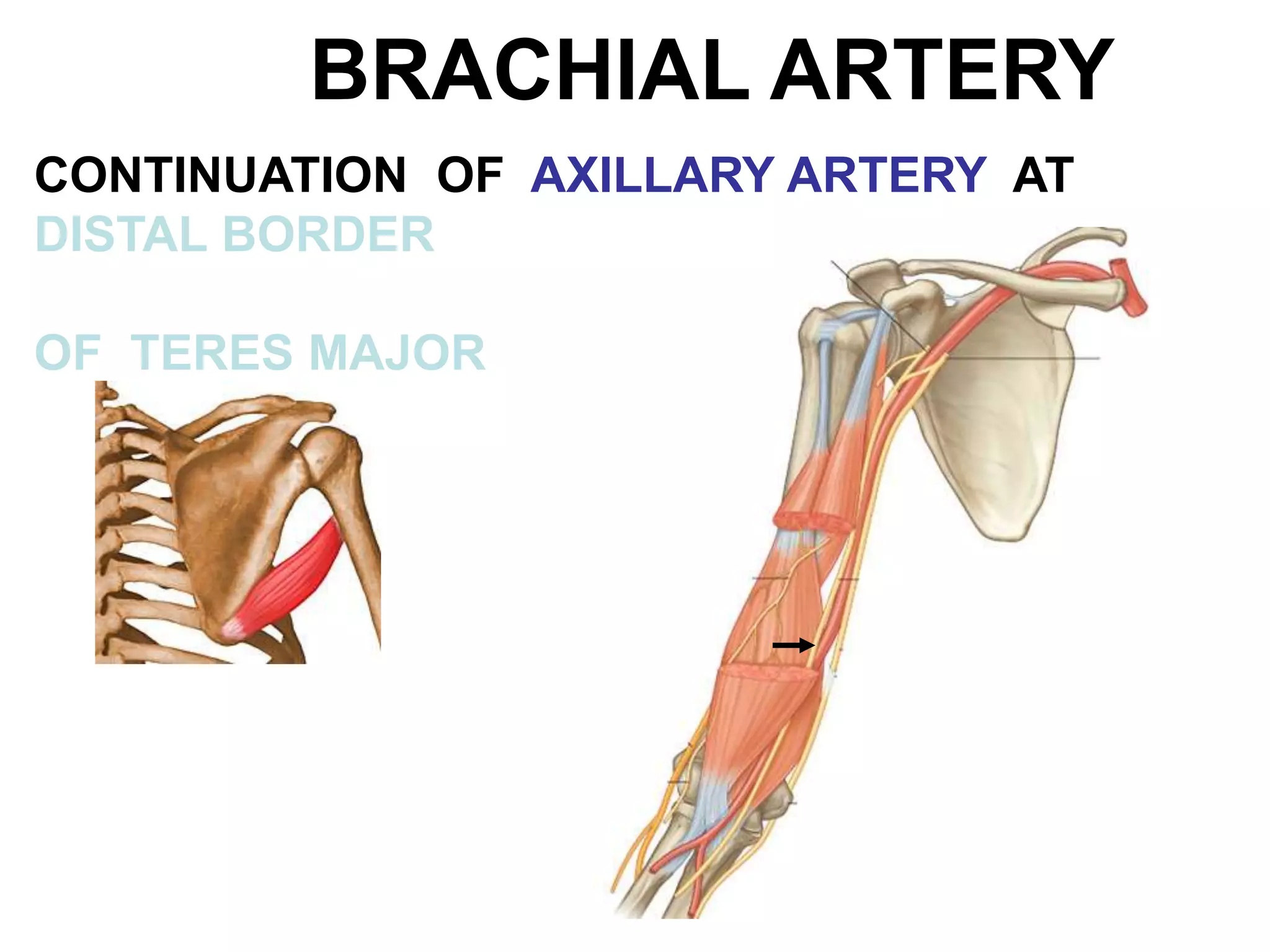 Arteries of the upper limb.ppt