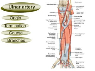 Arteries of the upper limb.ppt