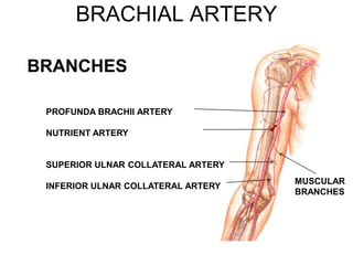 Nutrient Artery Of Humerus