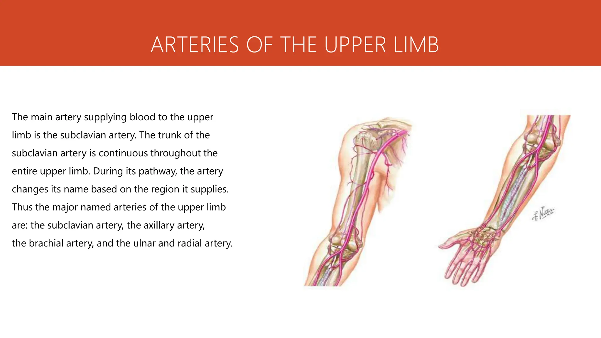 ARTERIES OF THE UPPER LIMB PPT ANATOMY PDF | PDF