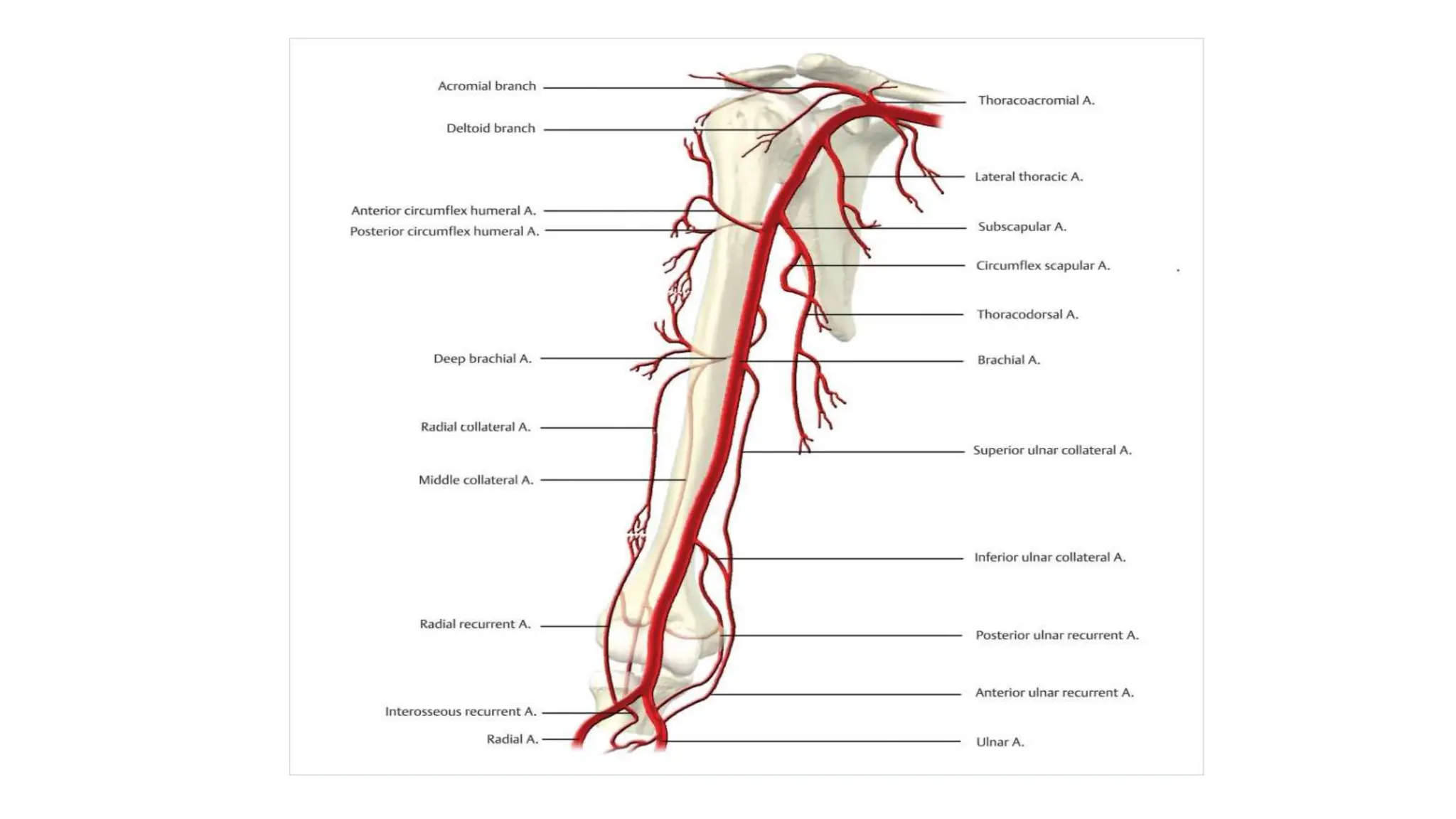 ARTERIES OF THE UPPER LIMB PPT ANATOMY PDF | PDF