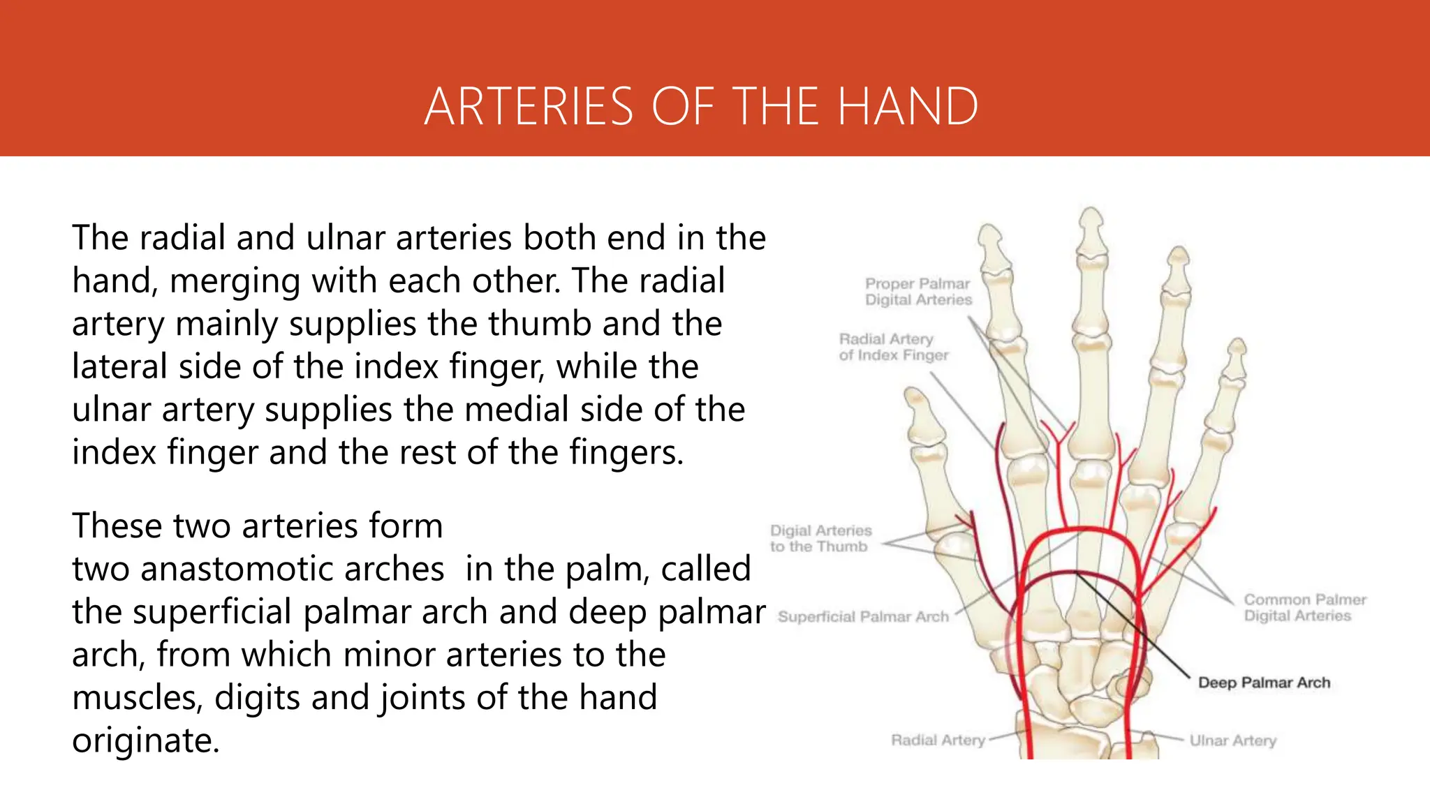 ARTERIES OF THE UPPER LIMB PPT ANATOMY PDF | PDF