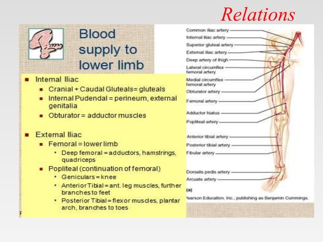 Arteries of upper and lower limbs.pptx