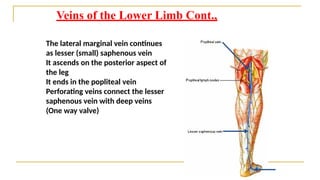 Arteries & Veins of Upper & Lower limbs.pptx