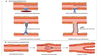ARTERIOGENESIS AND. ANGIOGENESIS.pptx