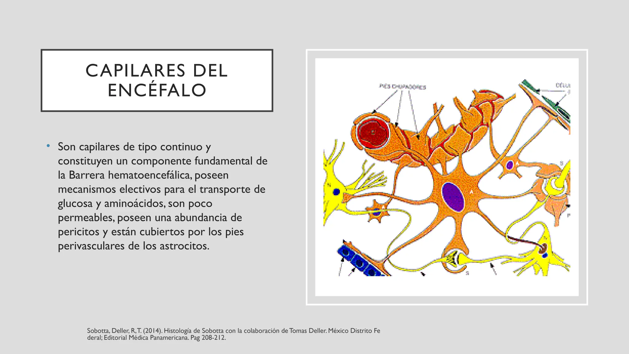 Arteriolas y capilares diapositivas.pptx