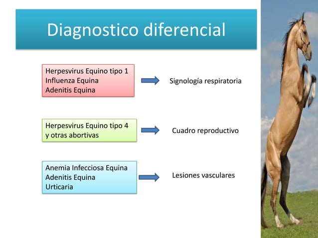 Arteritis viral equina | PPTX