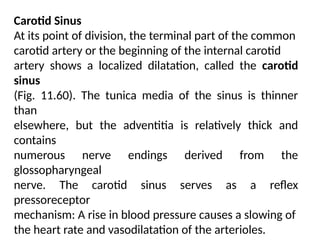 Anatomy of arterial supply of head and neck ppt | PPT