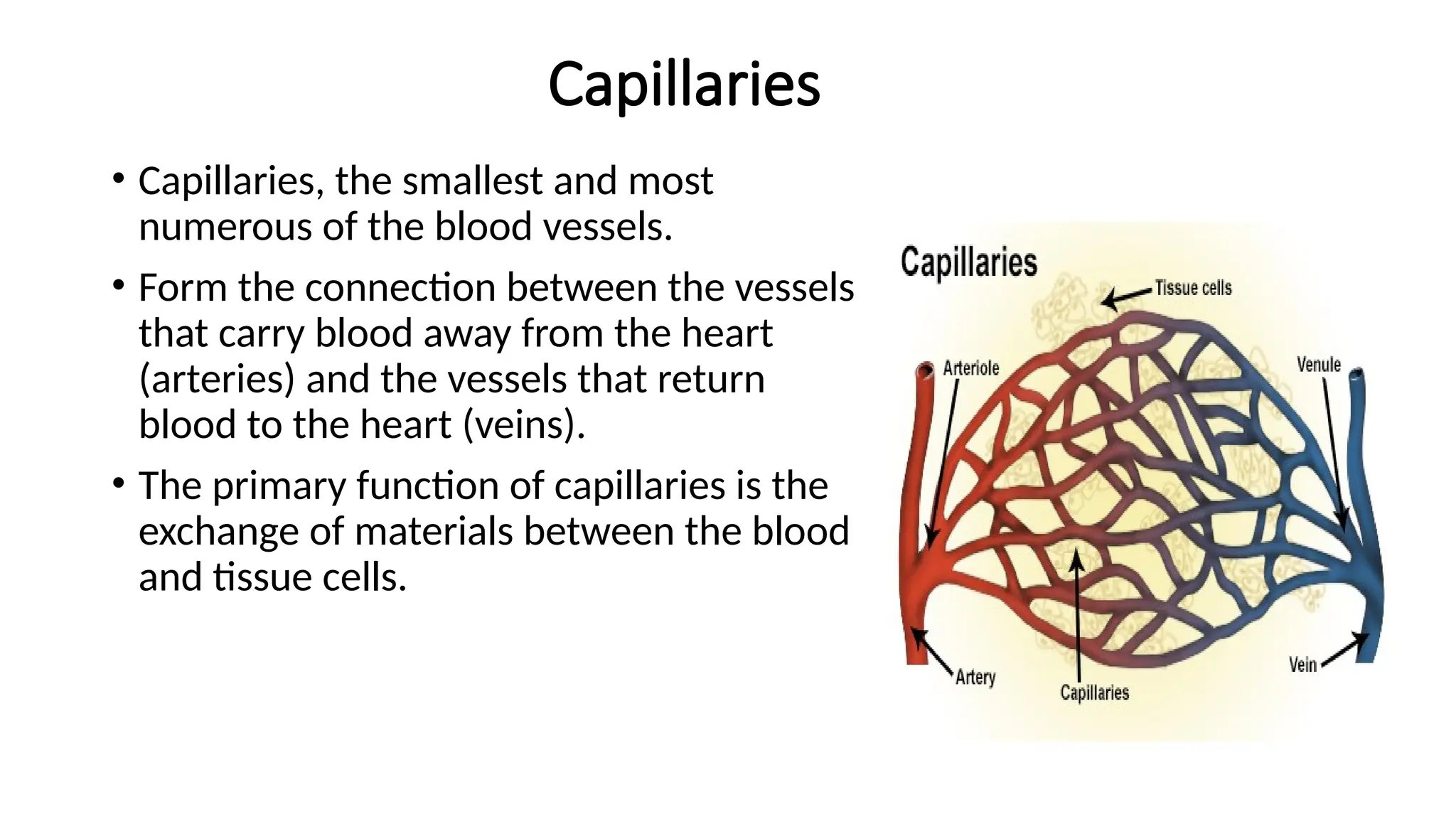 Description of Artery and Vein with its Applied Anatomy | PPTX