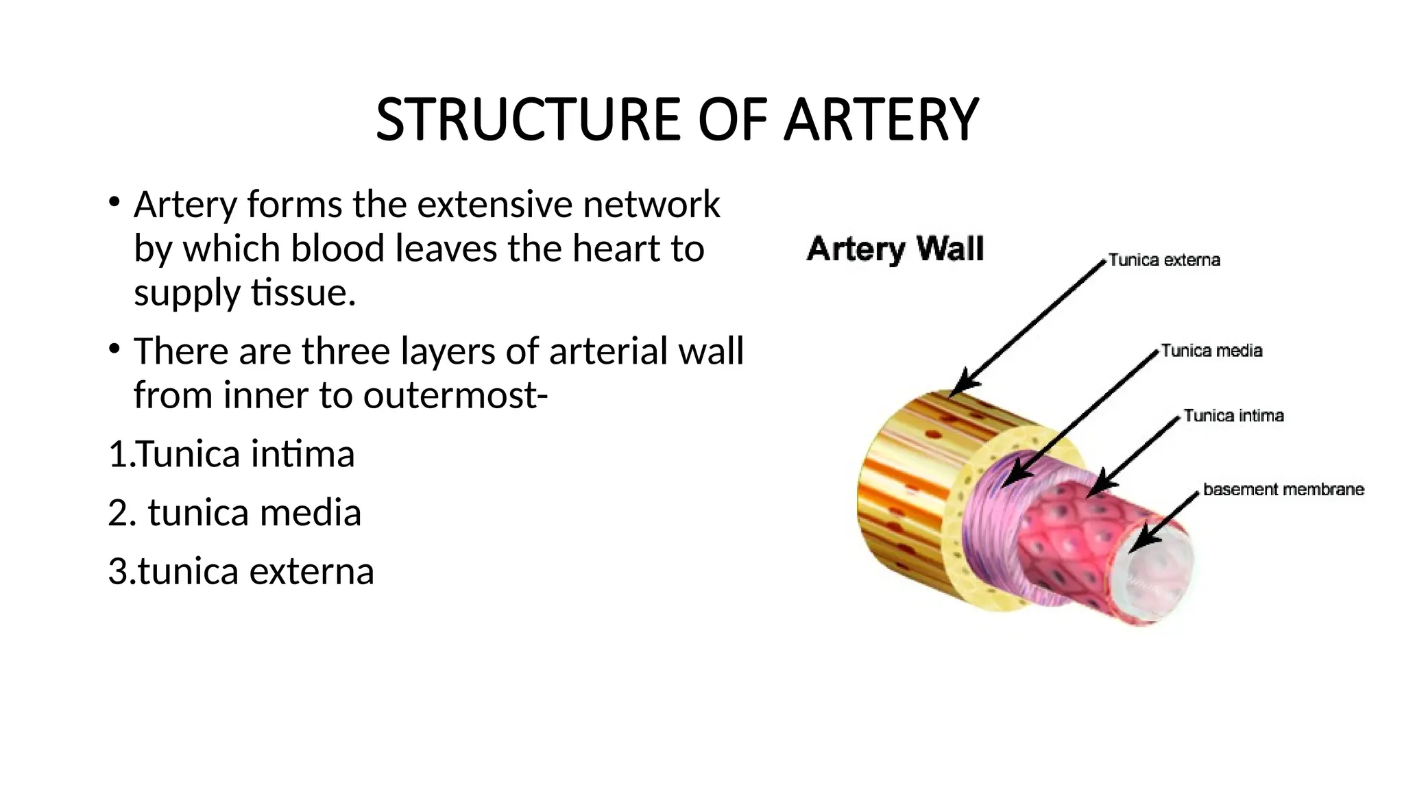 Description of Artery and Vein with its Applied Anatomy | PPTX