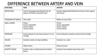 Description of Artery and Vein with its Applied Anatomy | PPTX