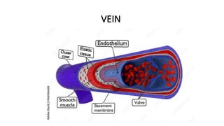 Description of Artery and Vein with its Applied Anatomy | PPTX