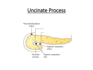 Superior Mesenteric Artery Pancreas