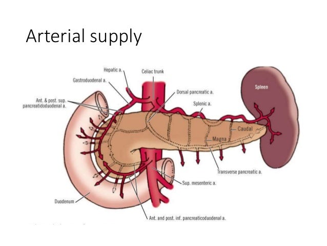 Artery first approach For Pancreatic Head tumours by Dr Harsh Shah (w…