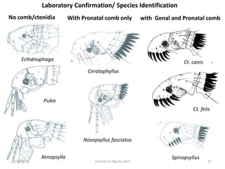 Arthopods (flea), Md. Abdul Alim, Chittagong Veterinary and Animal ...
