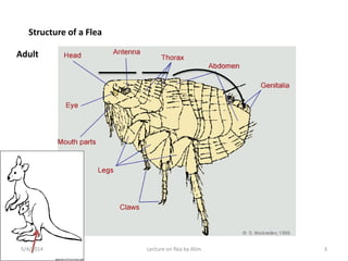 Arthopods (flea), Md. Abdul Alim, Chittagong Veterinary and Animal ...