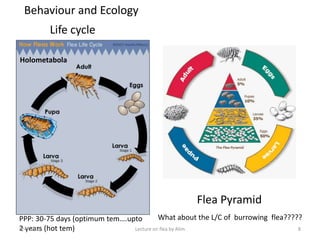 Arthopods (flea), Md. Abdul Alim, Chittagong Veterinary and Animal ...