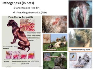Arthopods (flea), Md. Abdul Alim, Chittagong Veterinary and Animal ...