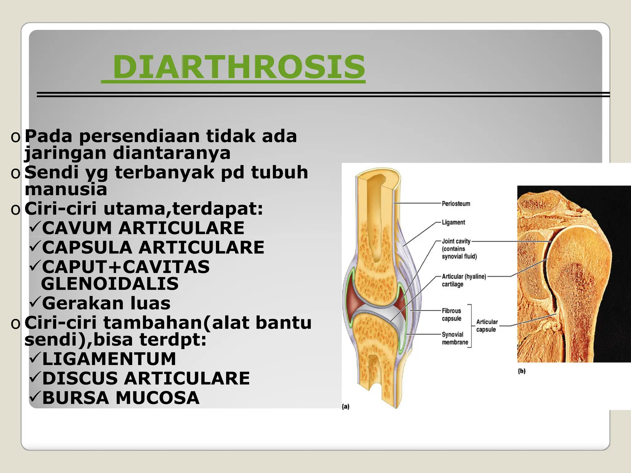 Anatomi Sistem Musculoskeletal Kedokteran | PDF