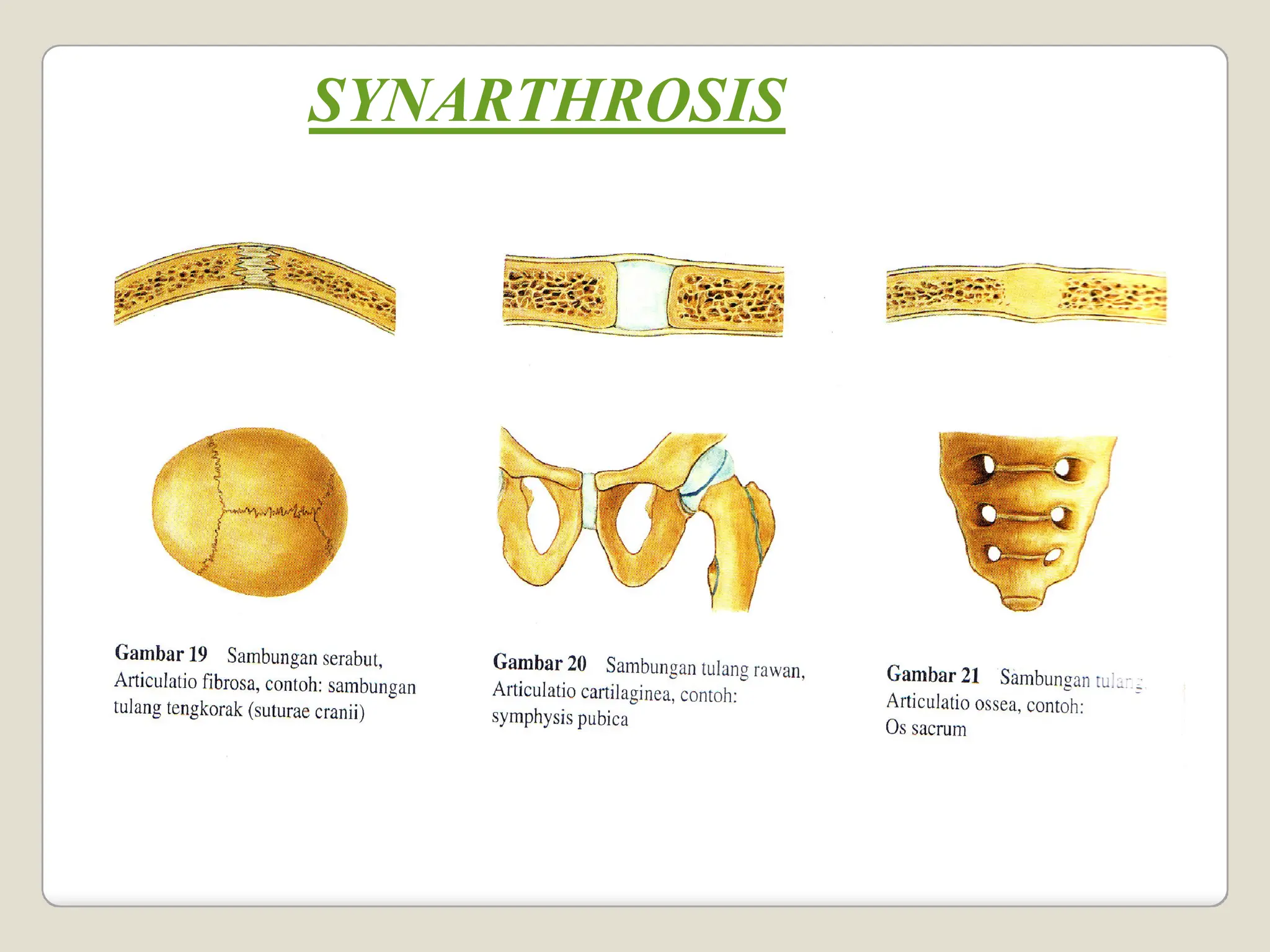 Anatomi Sistem Musculoskeletal Kedokteran | PDF