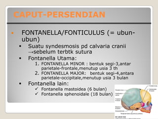 Anatomi Sistem Musculoskeletal Kedokteran | PDF