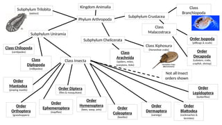 Arthropod-Classification-Image powerpoint-1.pptx