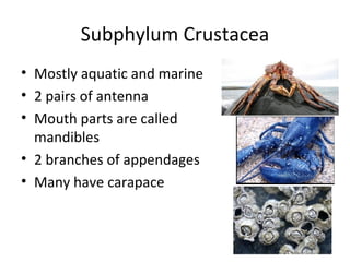 Arthropoda | PPT
