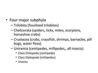 Arthropoda | PPT