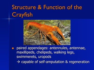 Arthropoda | PPT