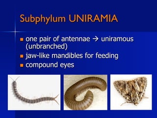 Arthropoda | PPT