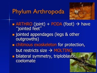 Arthropoda | PPT