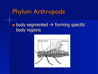 Arthropoda | PPT