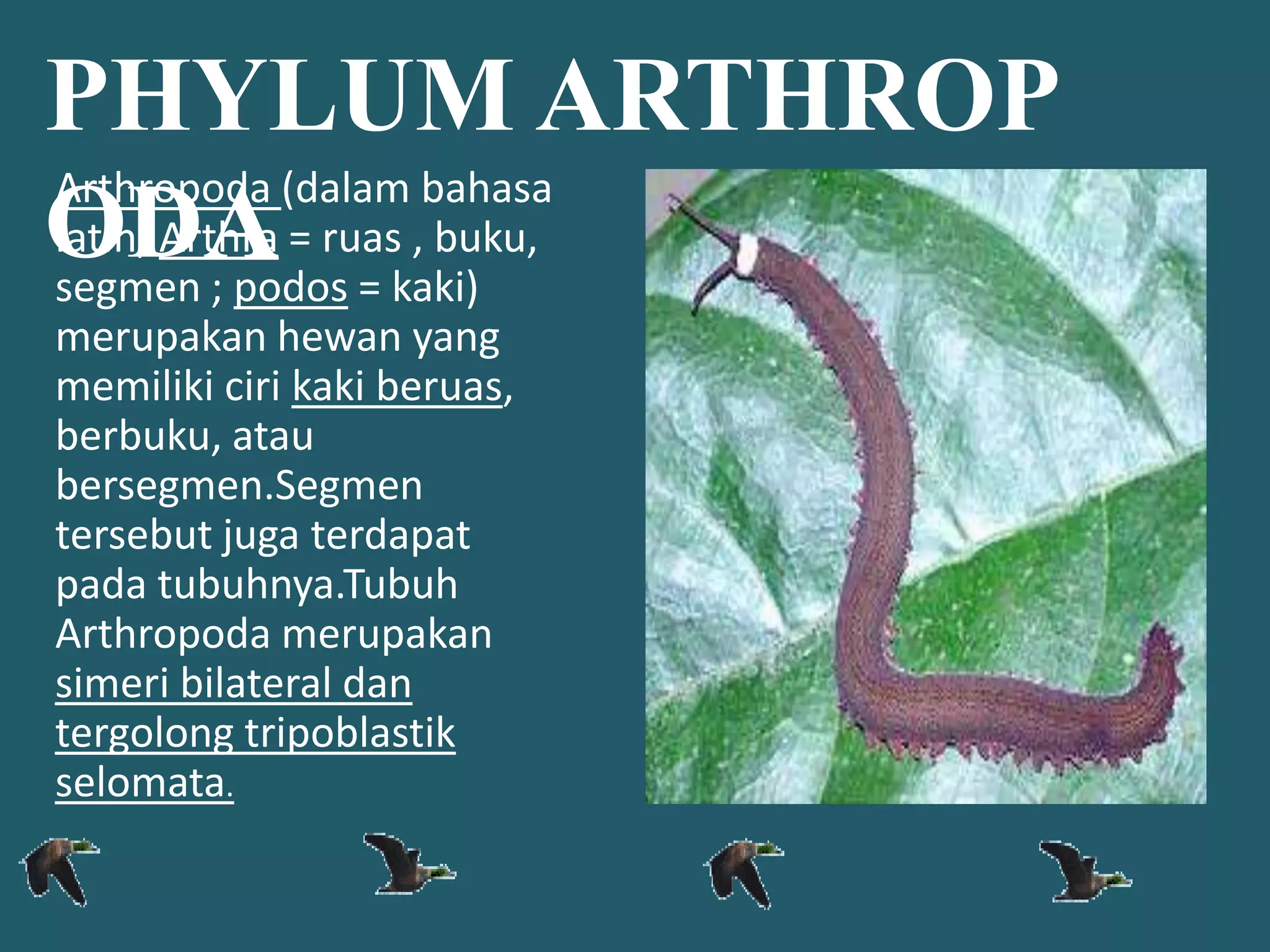 Arthropoda | PPTX