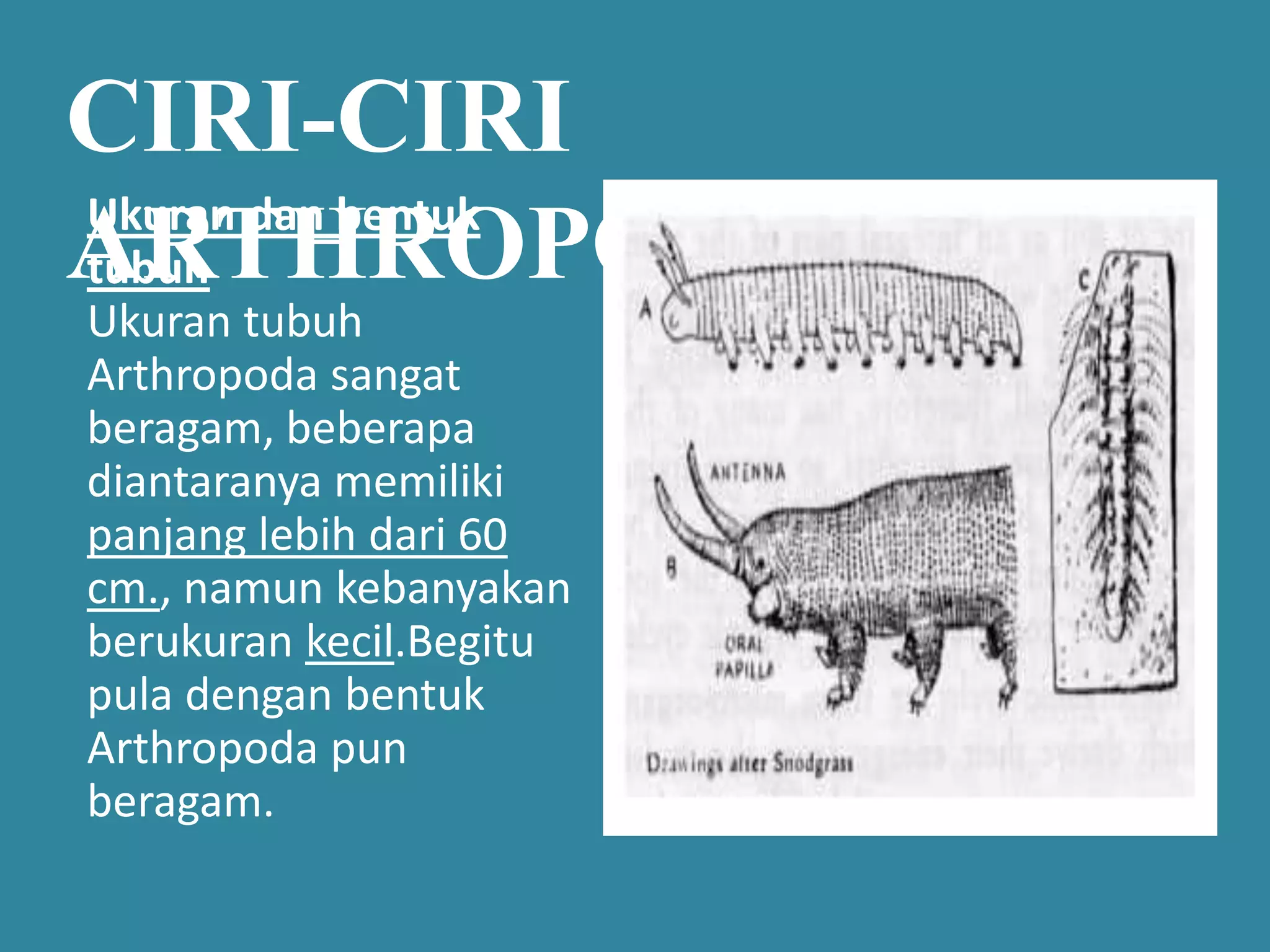 Arthropoda | PPTX
