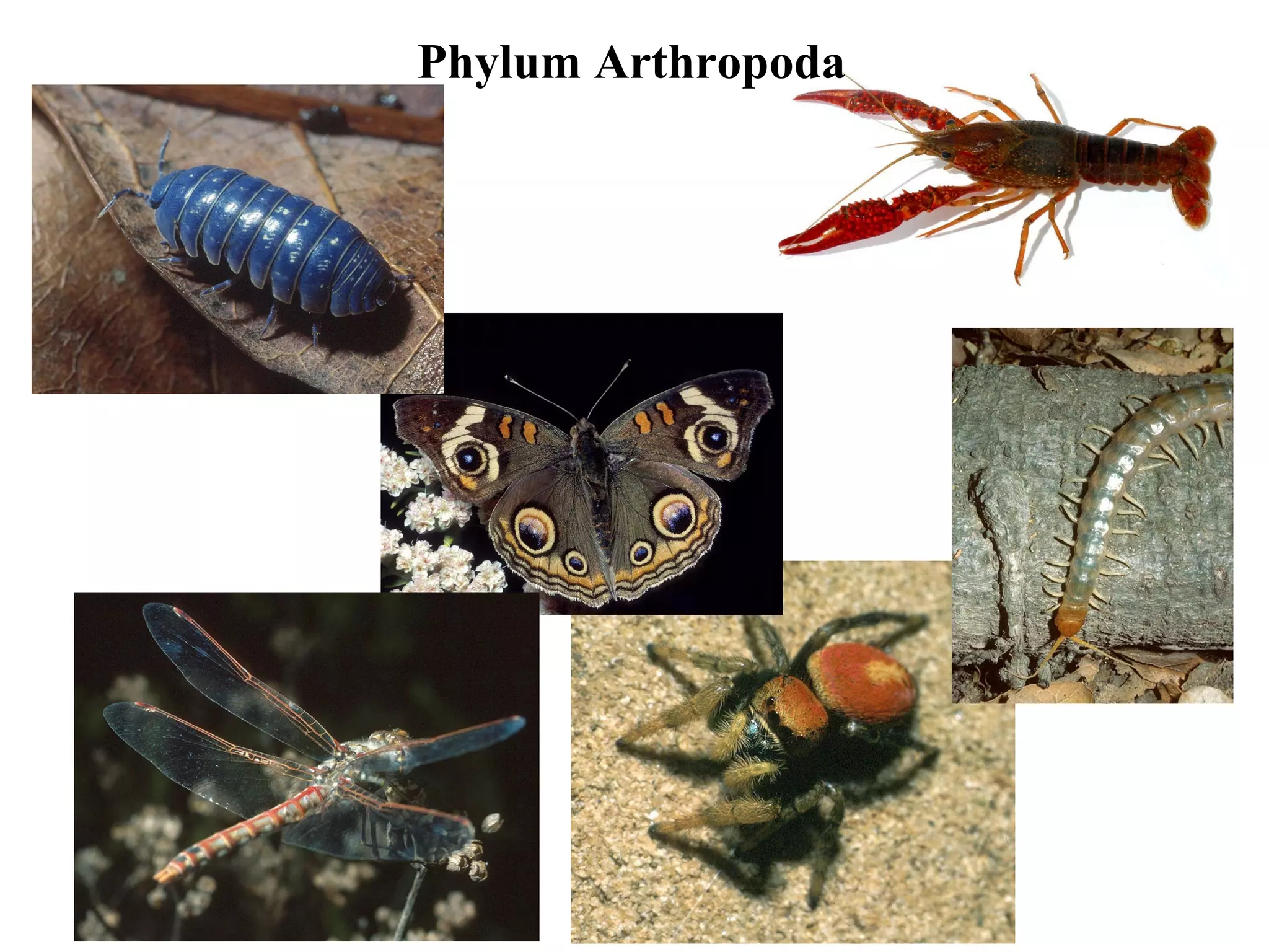 Arthropoda | PPT