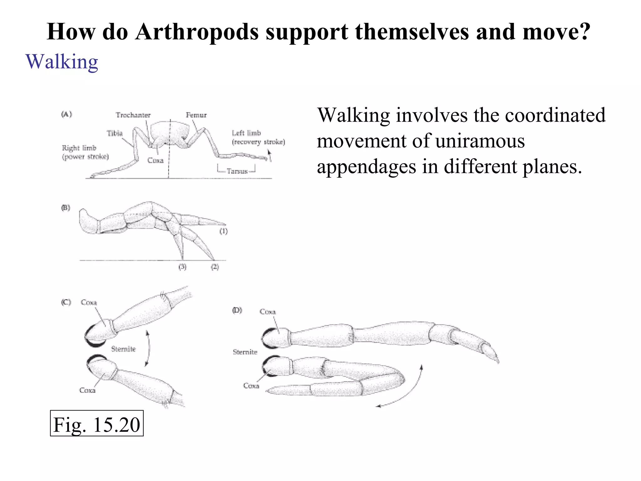 Arthropoda | PPT