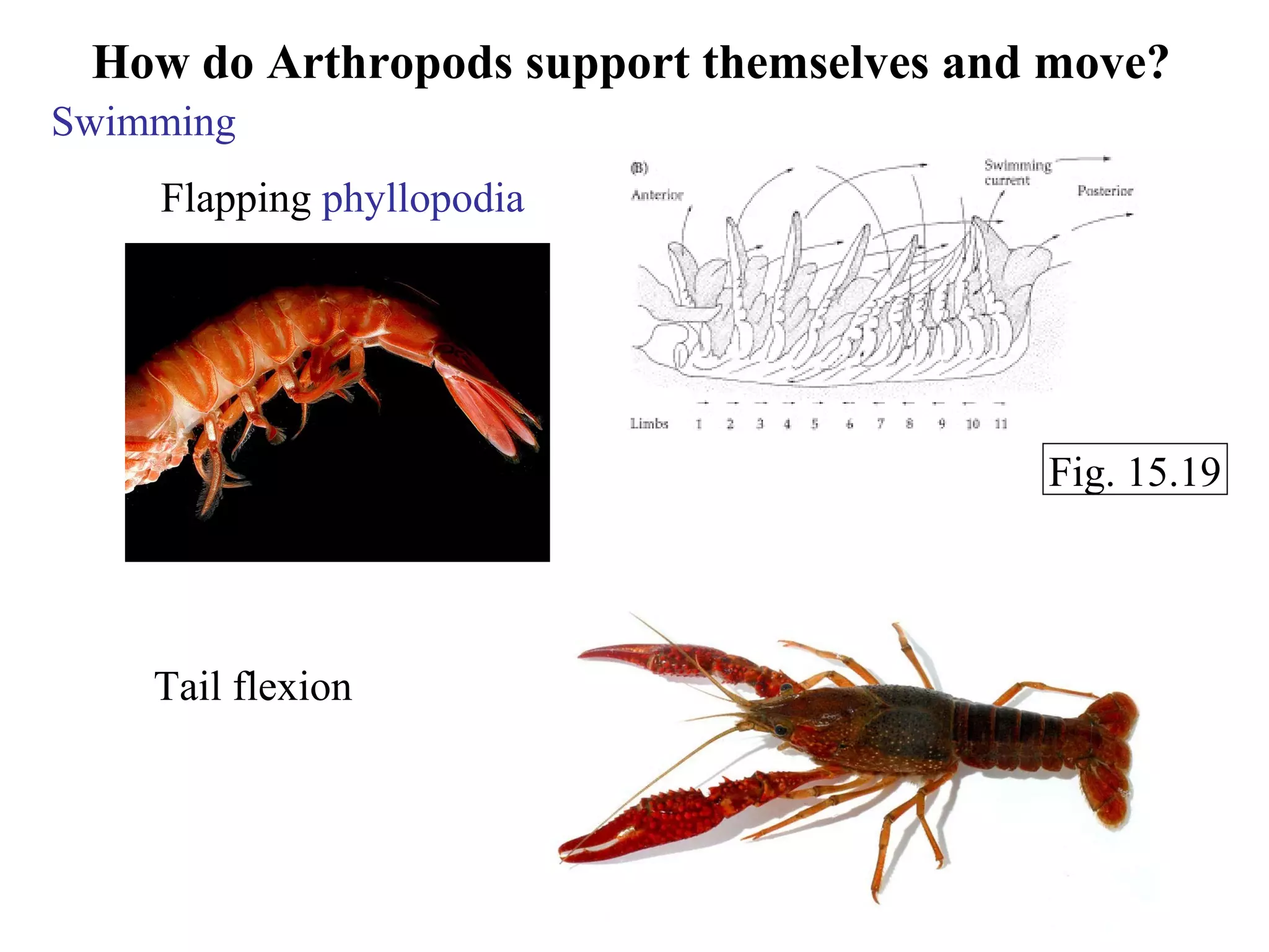 Arthropoda | PPT