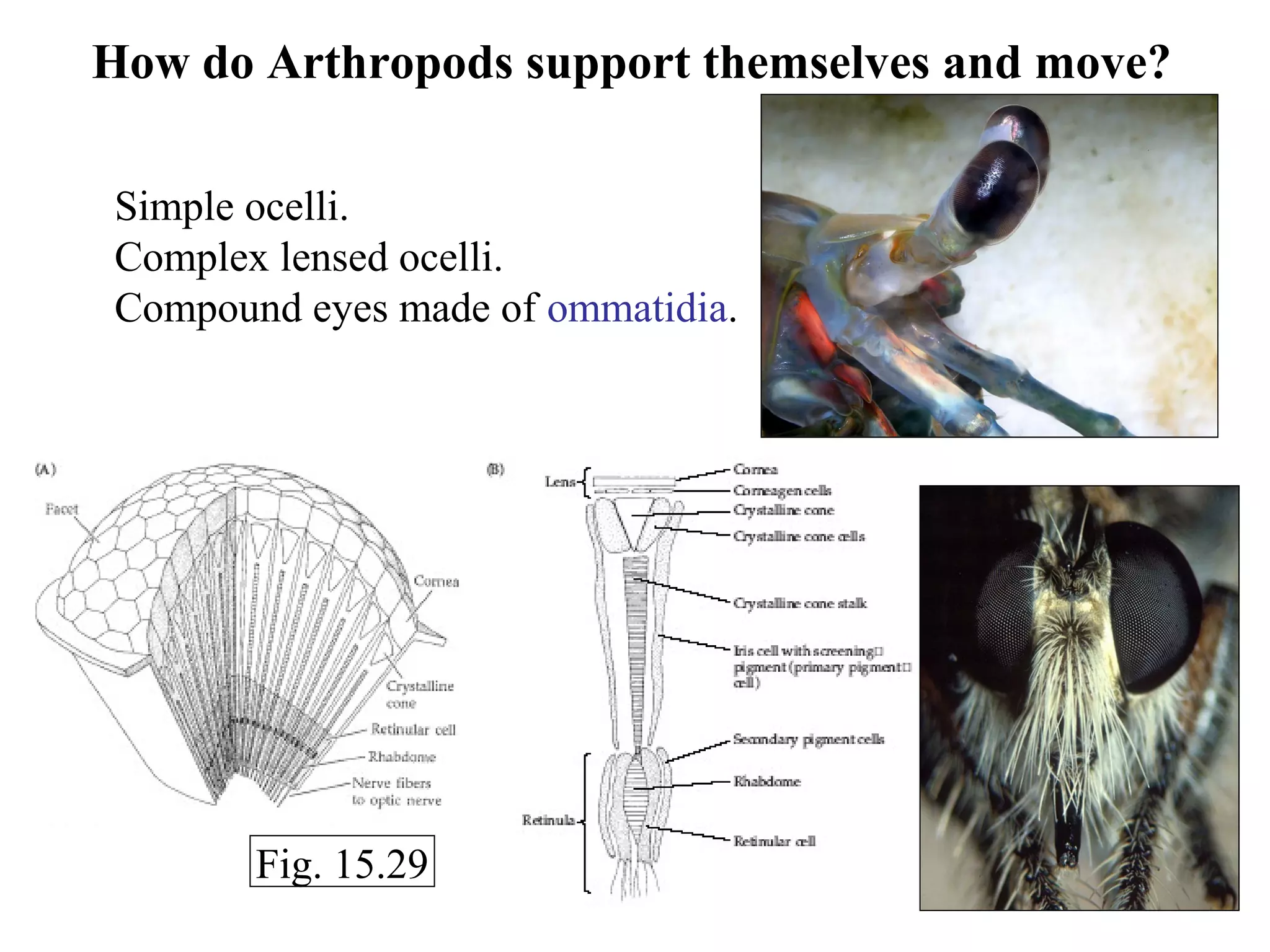 Arthropoda | PPT