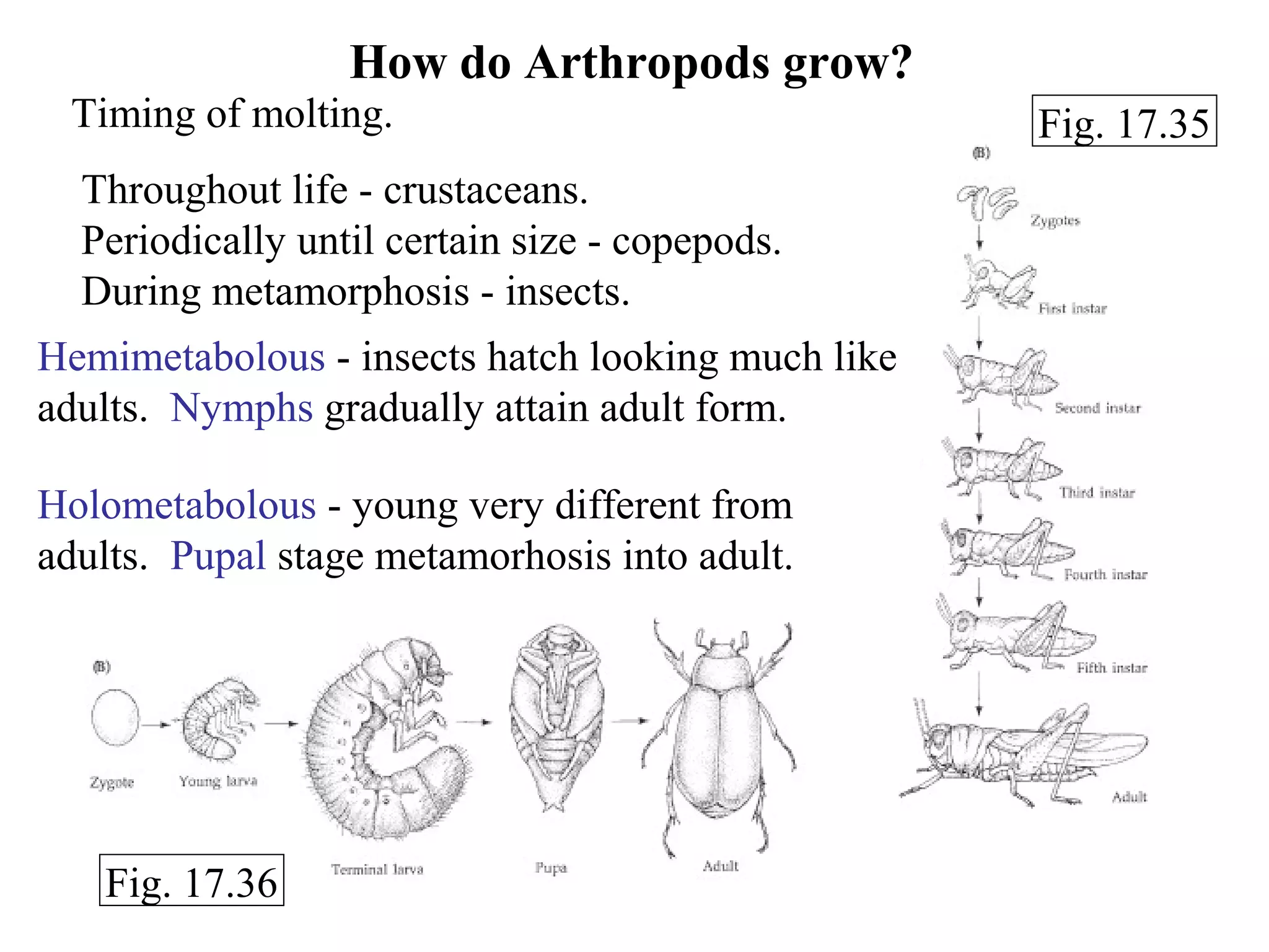 Arthropoda | PPT