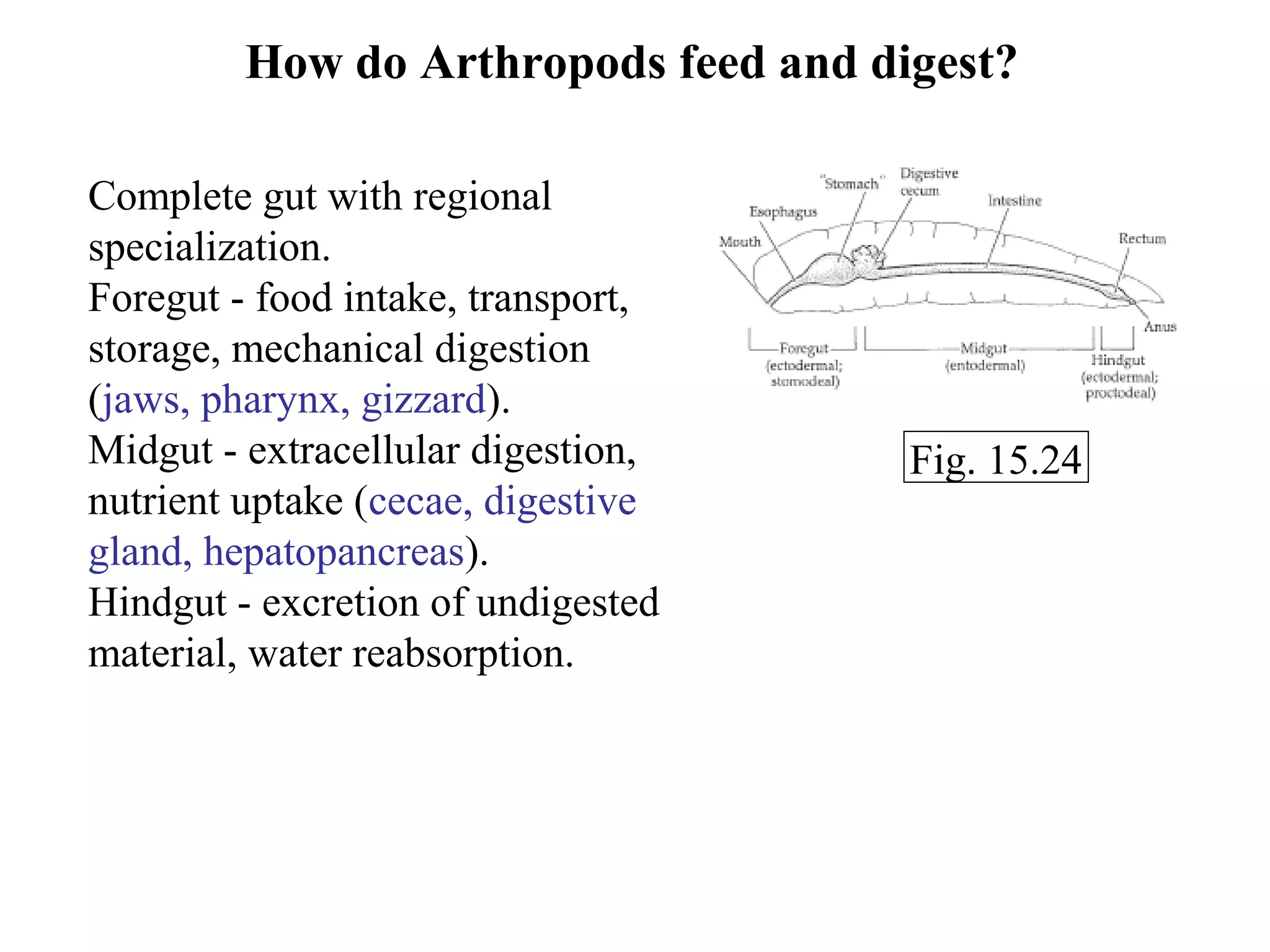 Arthropoda | PPT