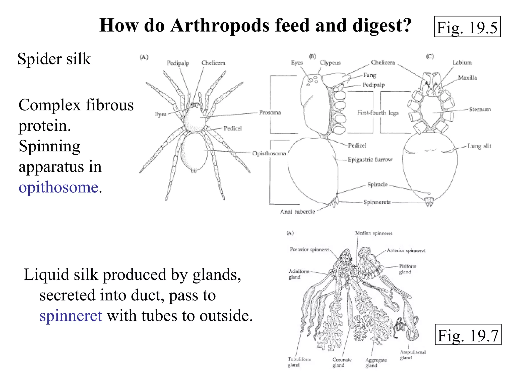 Arthropoda | PPT