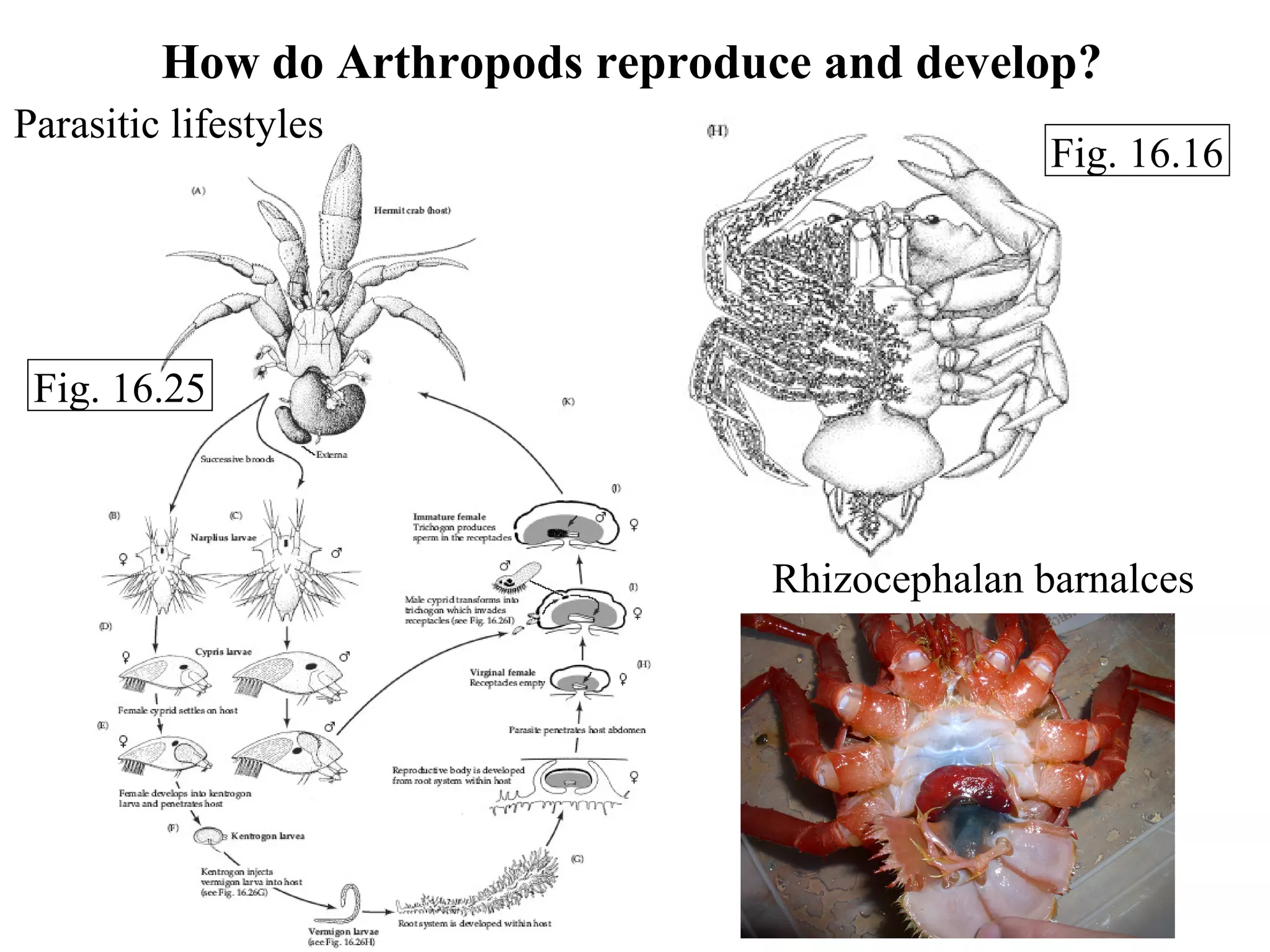 Arthropoda | PPT