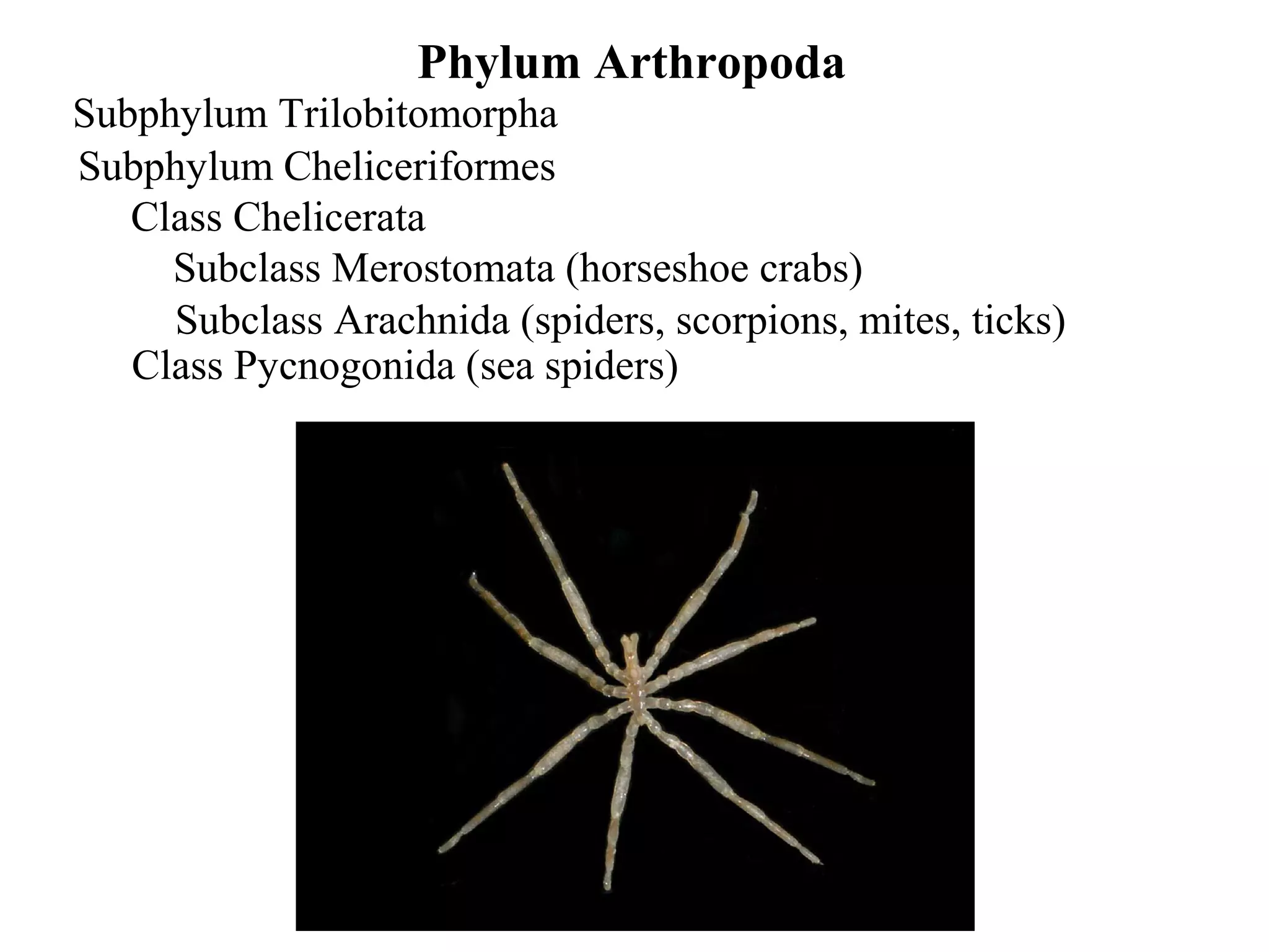 Arthropoda | PPT