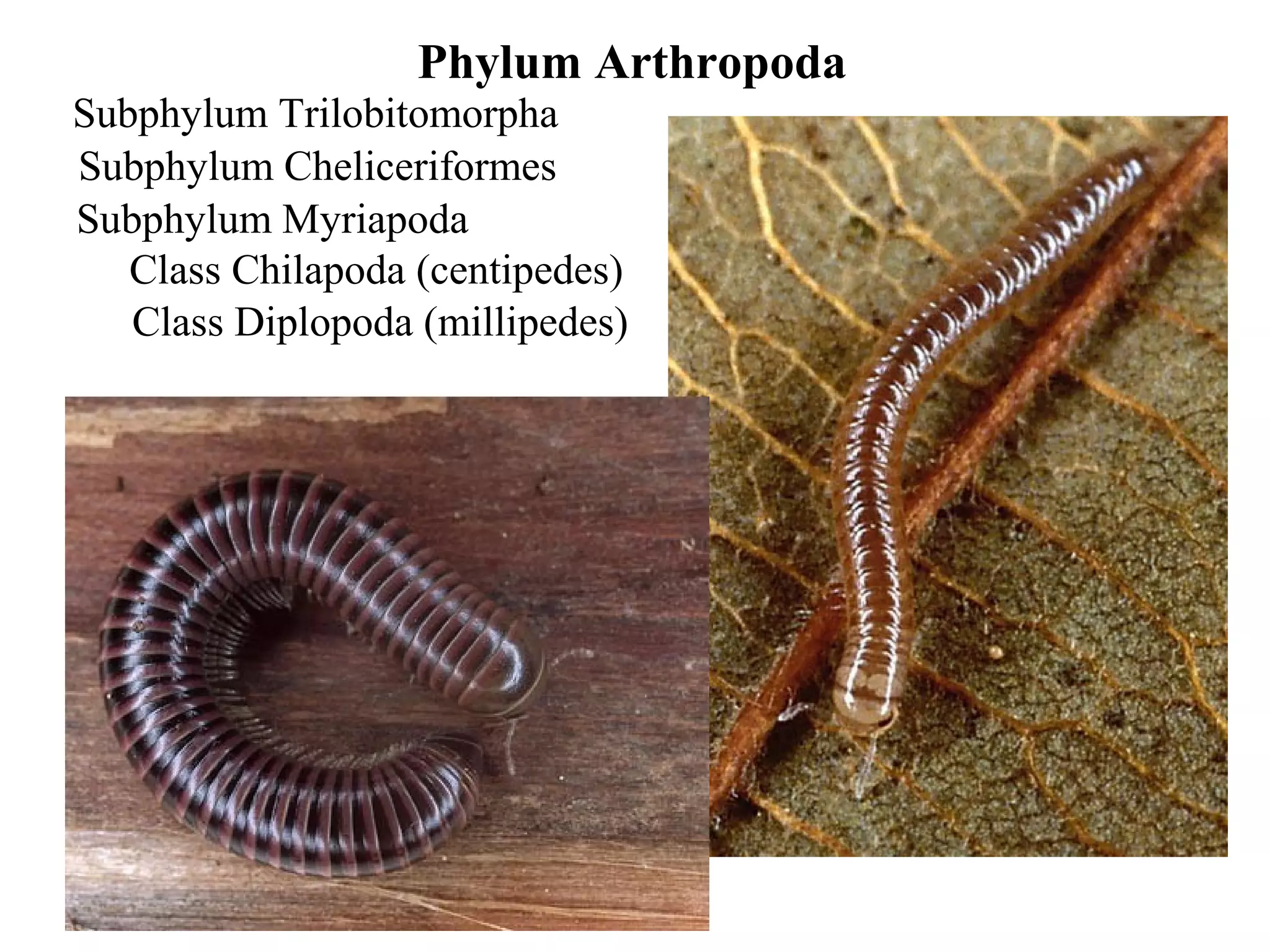 Arthropoda | PPT