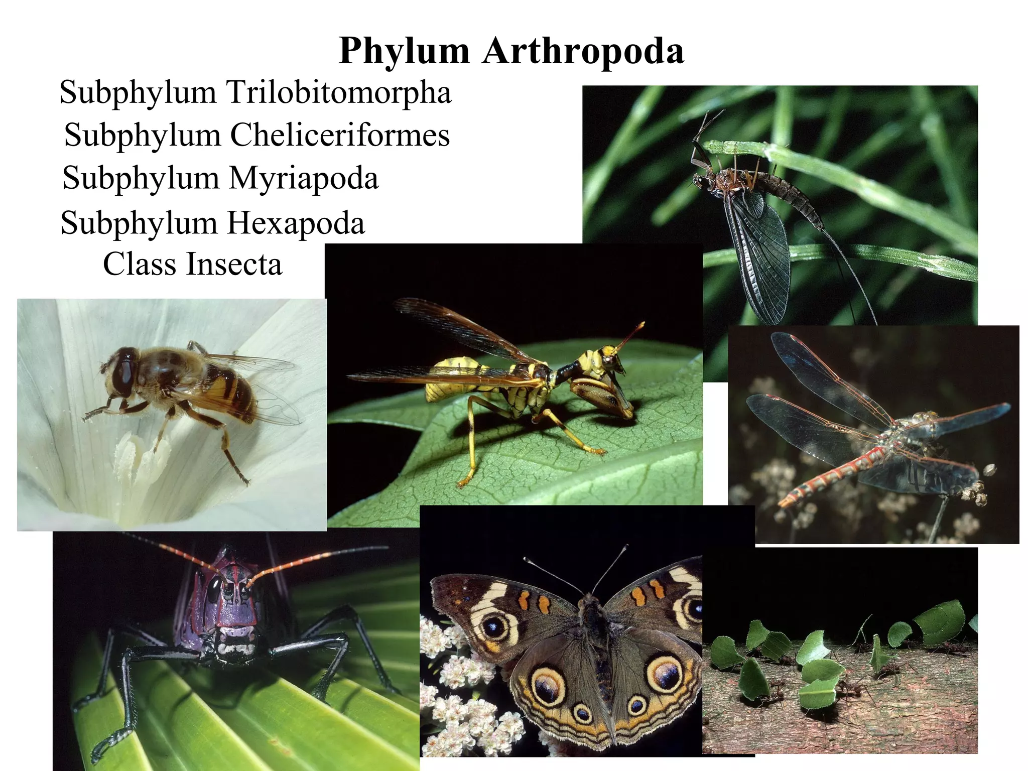 Arthropoda | PPT