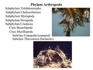 Arthropoda | PPT