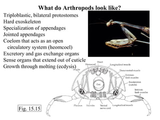 Arthropoda | PPT