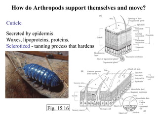 Arthropoda | PPT