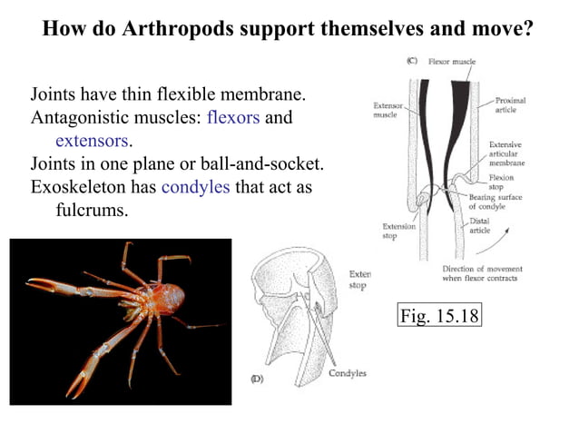 Arthropoda | PPT
