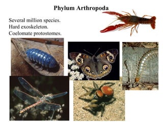 Arthropoda | PPT
